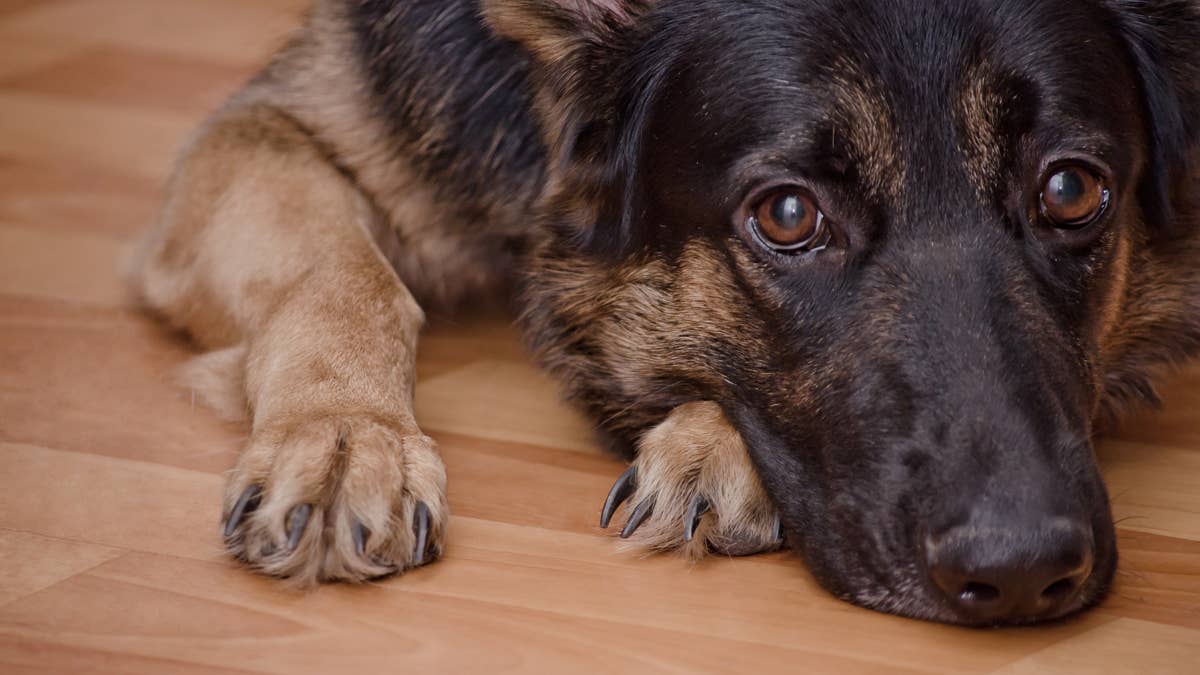 Sweet Puppy Finally Convinces Lonely German Shepherd to Play - Parade Pets