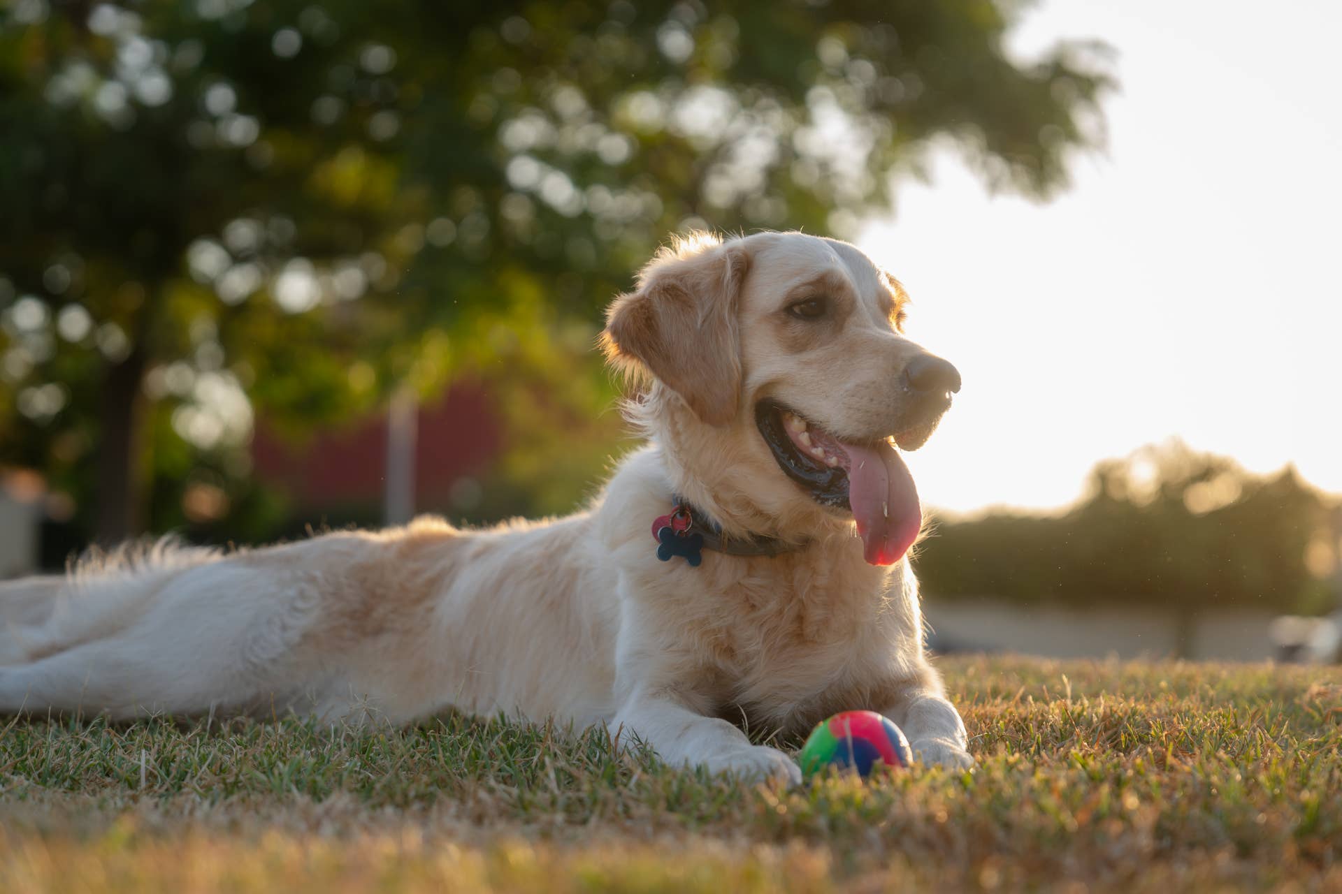 Golden Retrievers: Cute Photos, Personality, and Fun Facts - Parade Pets