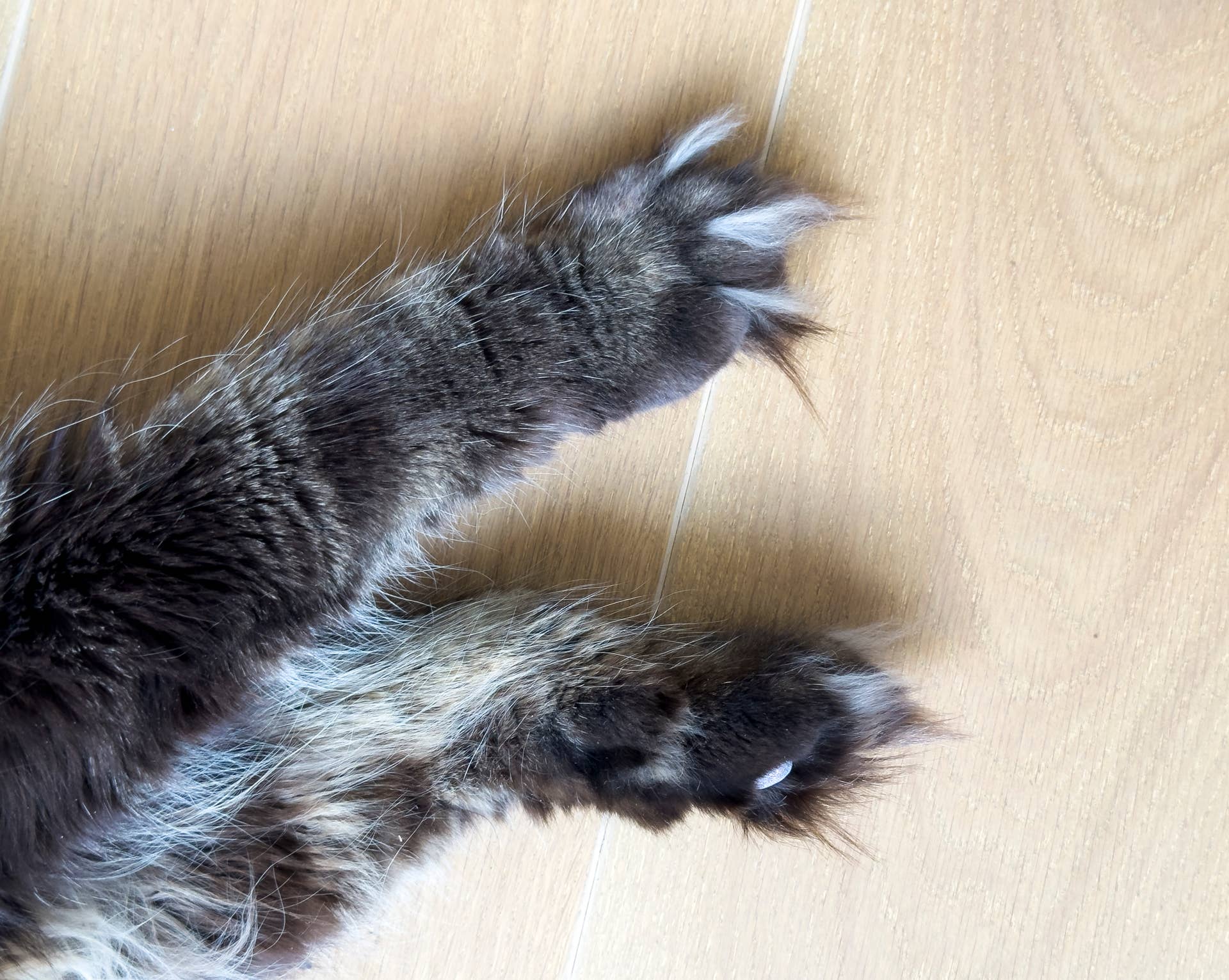 Maine Coon Cats: Viral Moments, Cute Photos, and Fun Facts - Parade Pets
