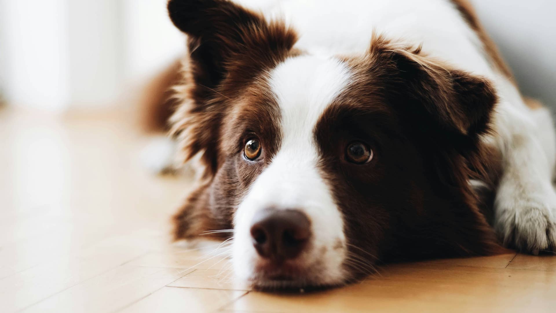 A Piece of Steak Looks Just Like this Border Collie, and We Can't Look ...
