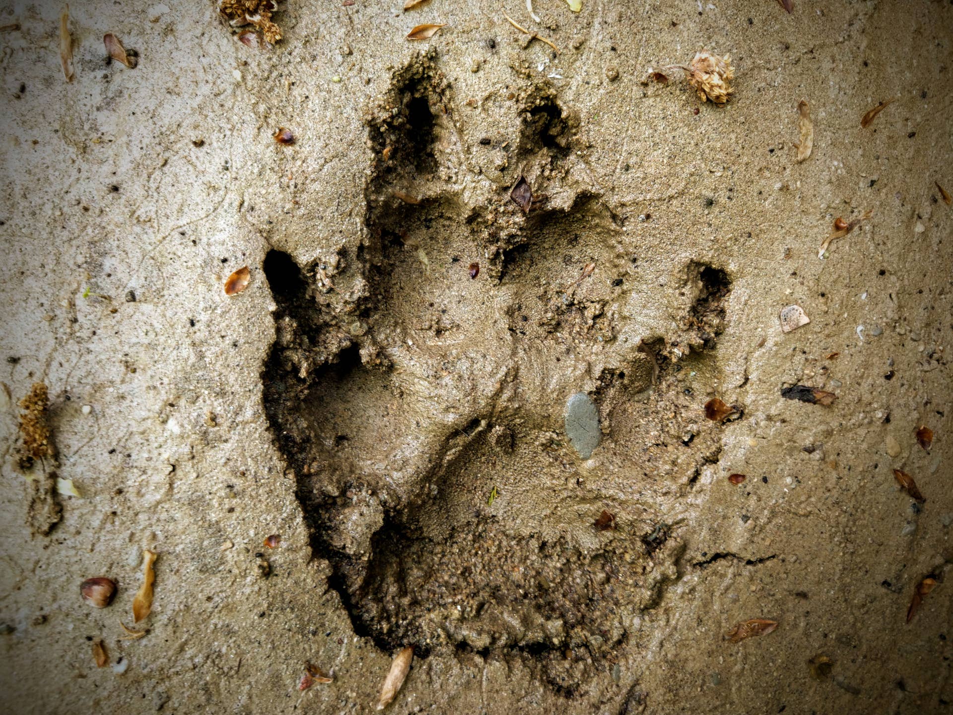 German Shepherd's Mud Mishap Leaves Her Looking Chocolate-Dipped ...