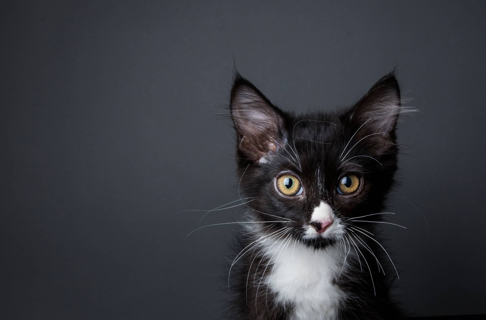 Kittens: Cute Photos, Funny Moments, and Tiny Chaos - Parade Pets