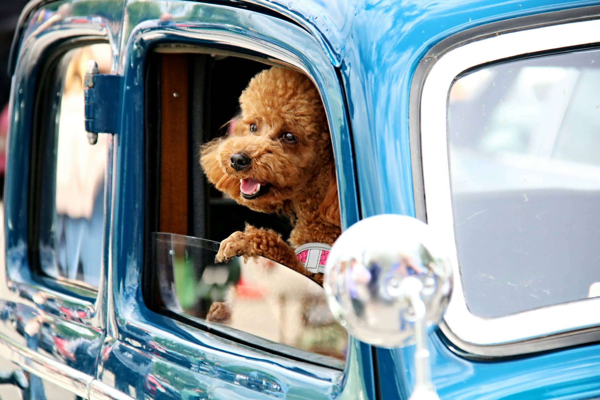 Why the Tavo Everett™ L Is a Must-Have for Safe Travel With Your Dog ...
