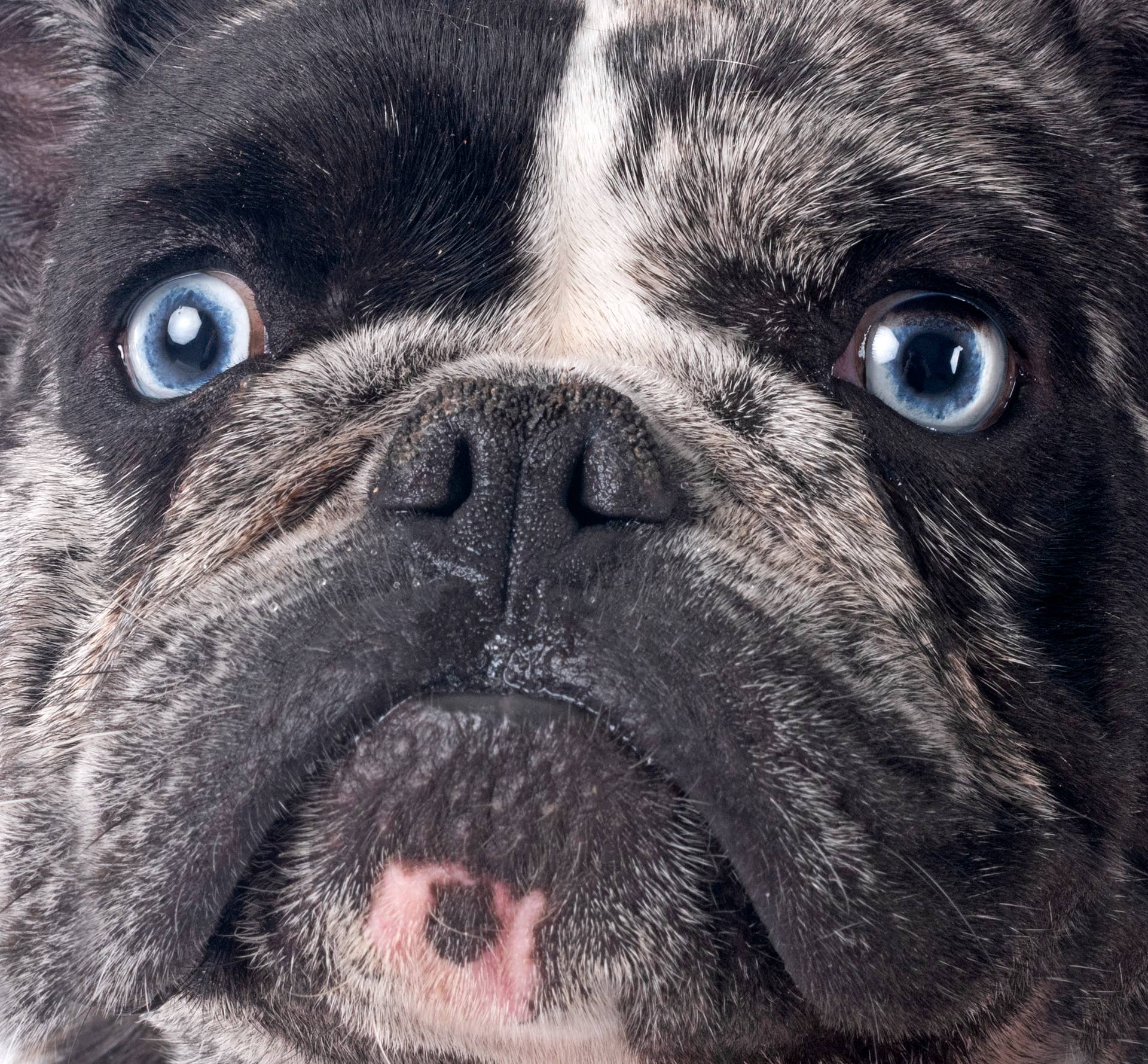 Frenchie Dad Gave Her 10 Babies and Stays by Her Side--'Y'all Can't ...