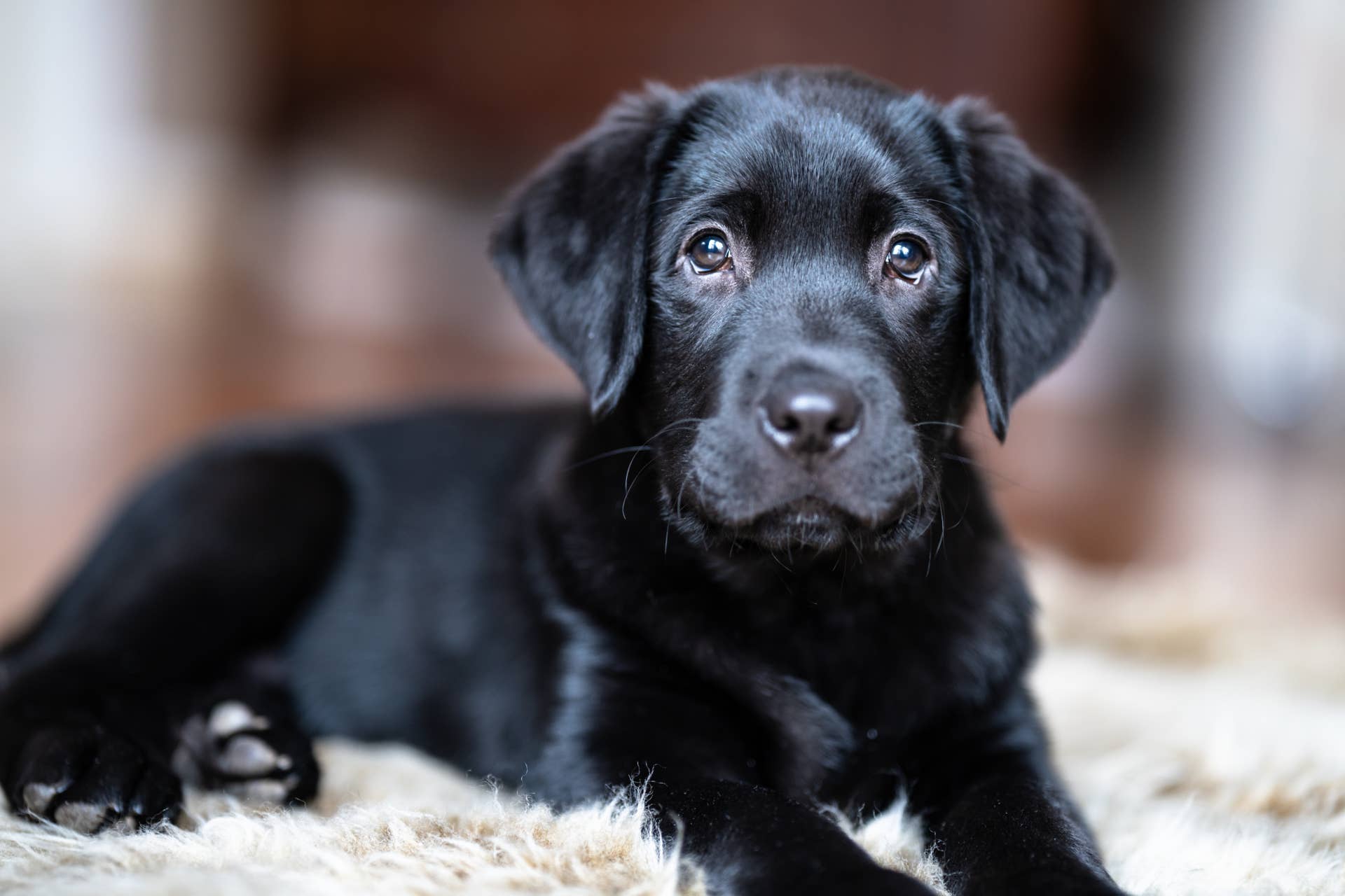 Tiny Black Lab Puppy Is Already Mama's Fiercest Protector - Parade Pets