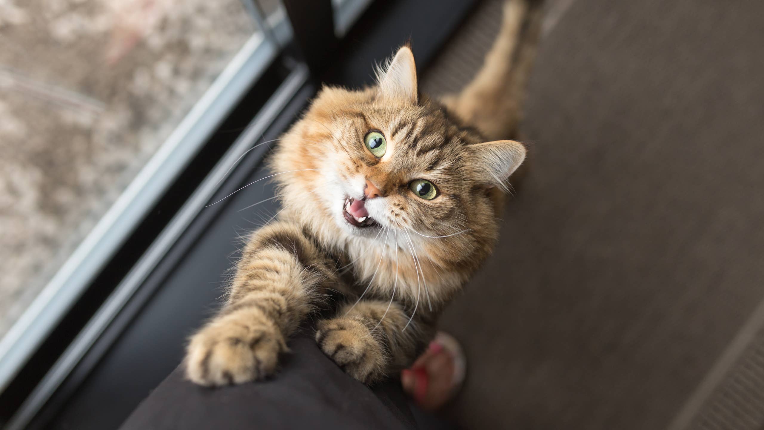 This Siberian Cat Says 'Mama' So Clearly, He Sounds Like a Toddler ...