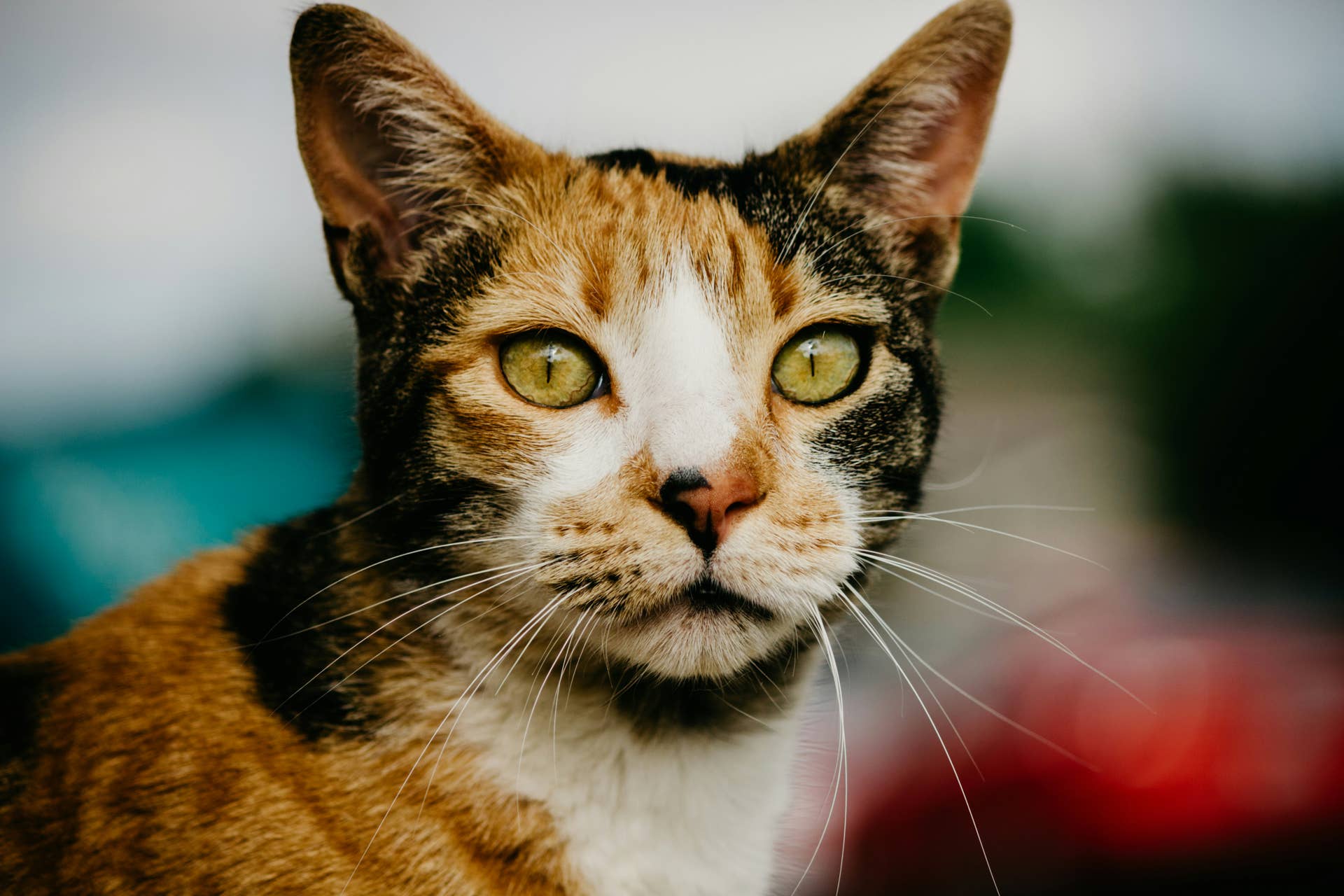 Calico Cat Spends 13 Years on the Streets — Her First Safe Sleep in a ...