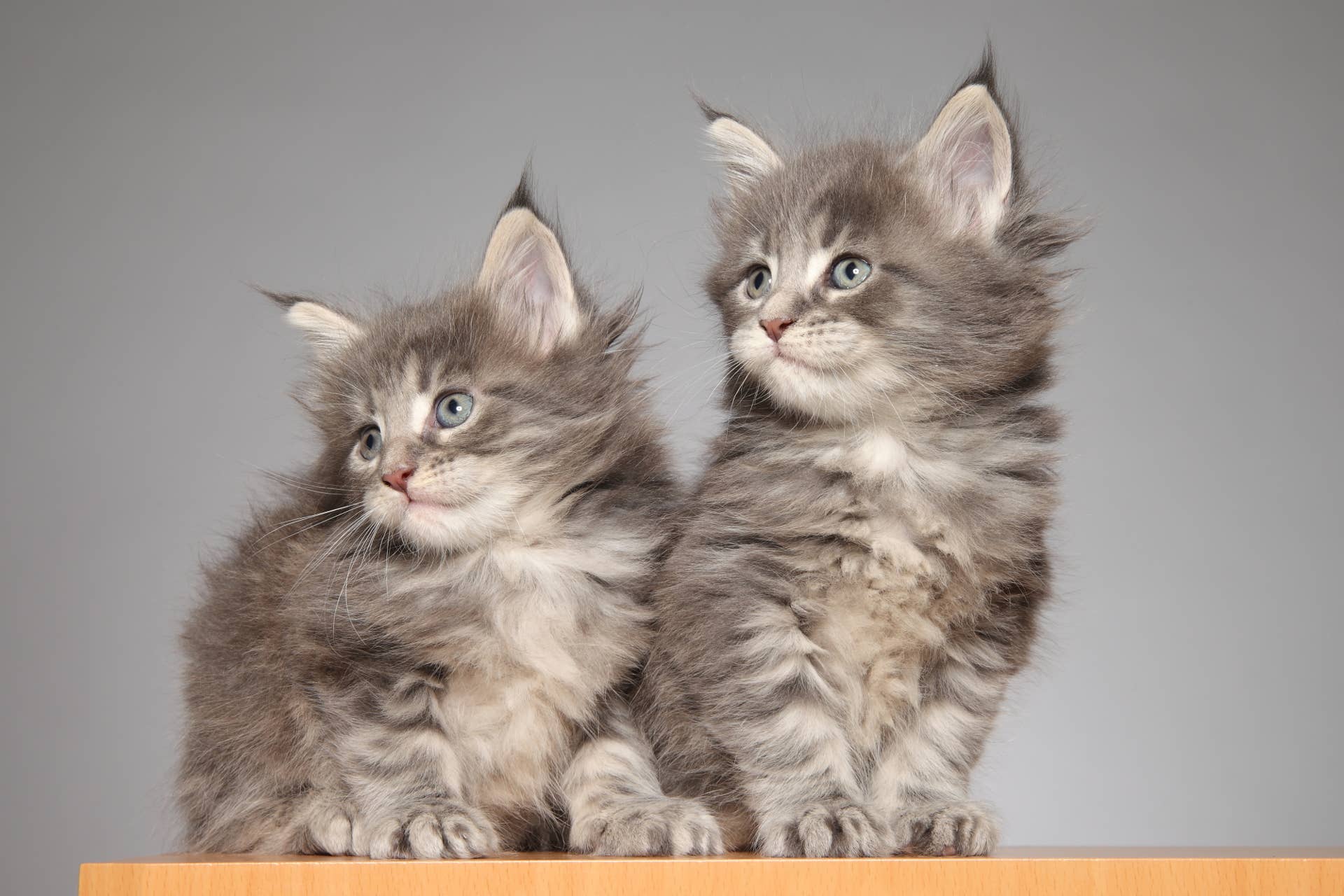 Precious Twin Maine Coon Kittens Moving in Unison Are the Ultimate ...