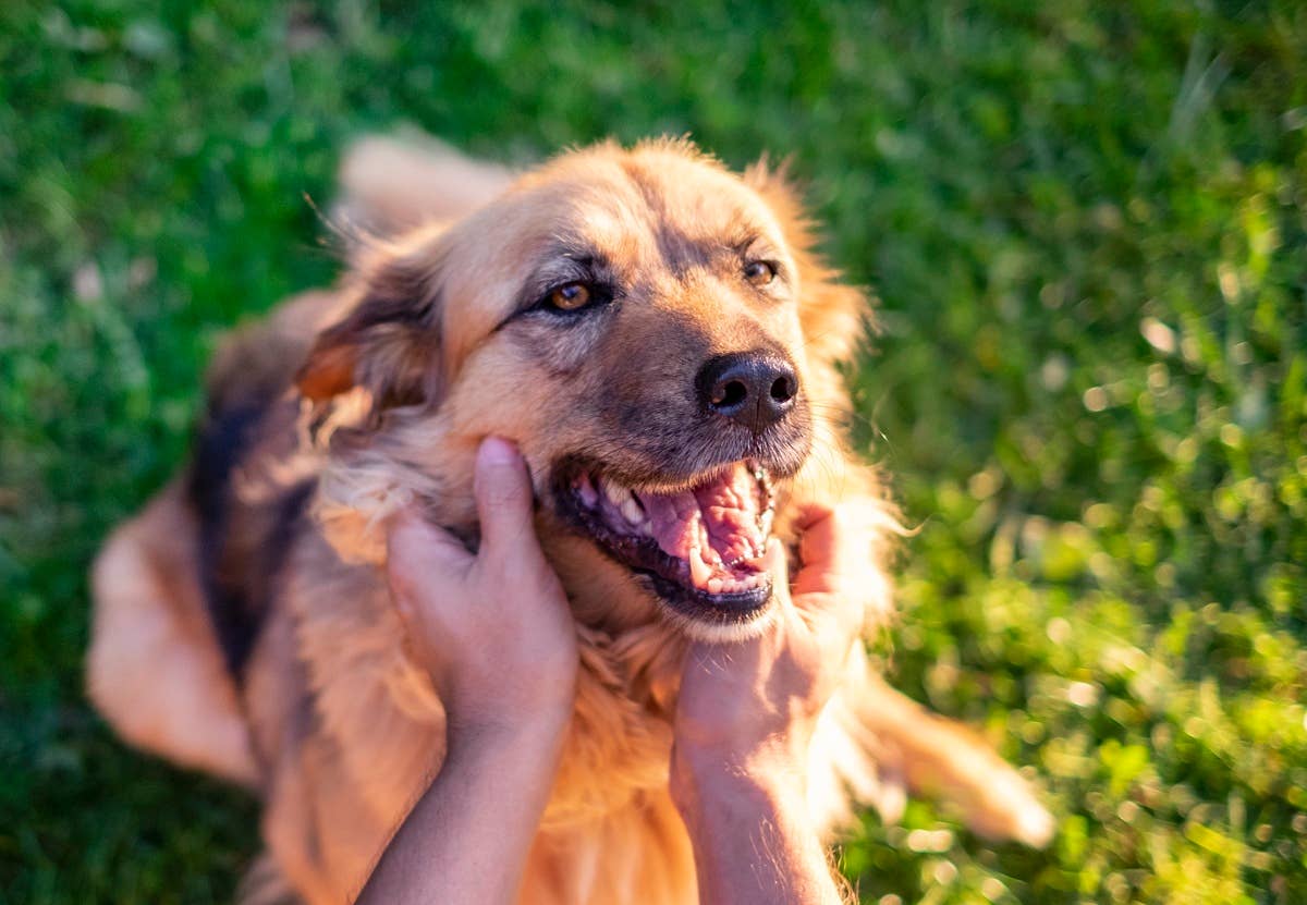 5 Signs Your Dog Is in Tune With You, According to Experts - Parade Pets