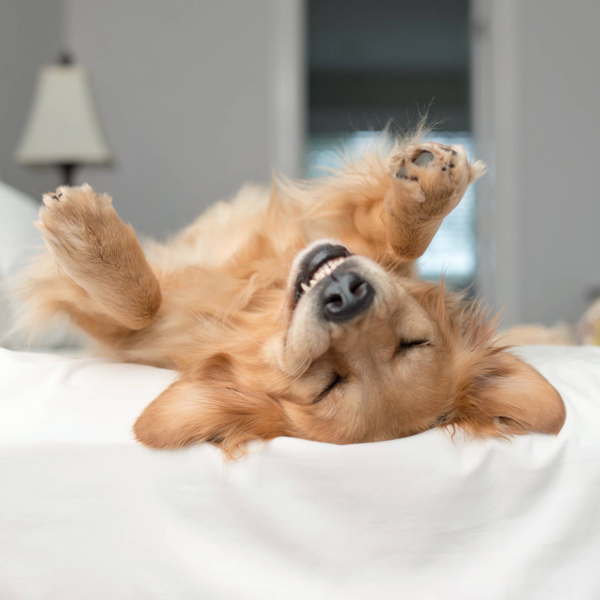 Golden Retrievers: Cute Photos, Personality, and Fun Facts - Parade Pets