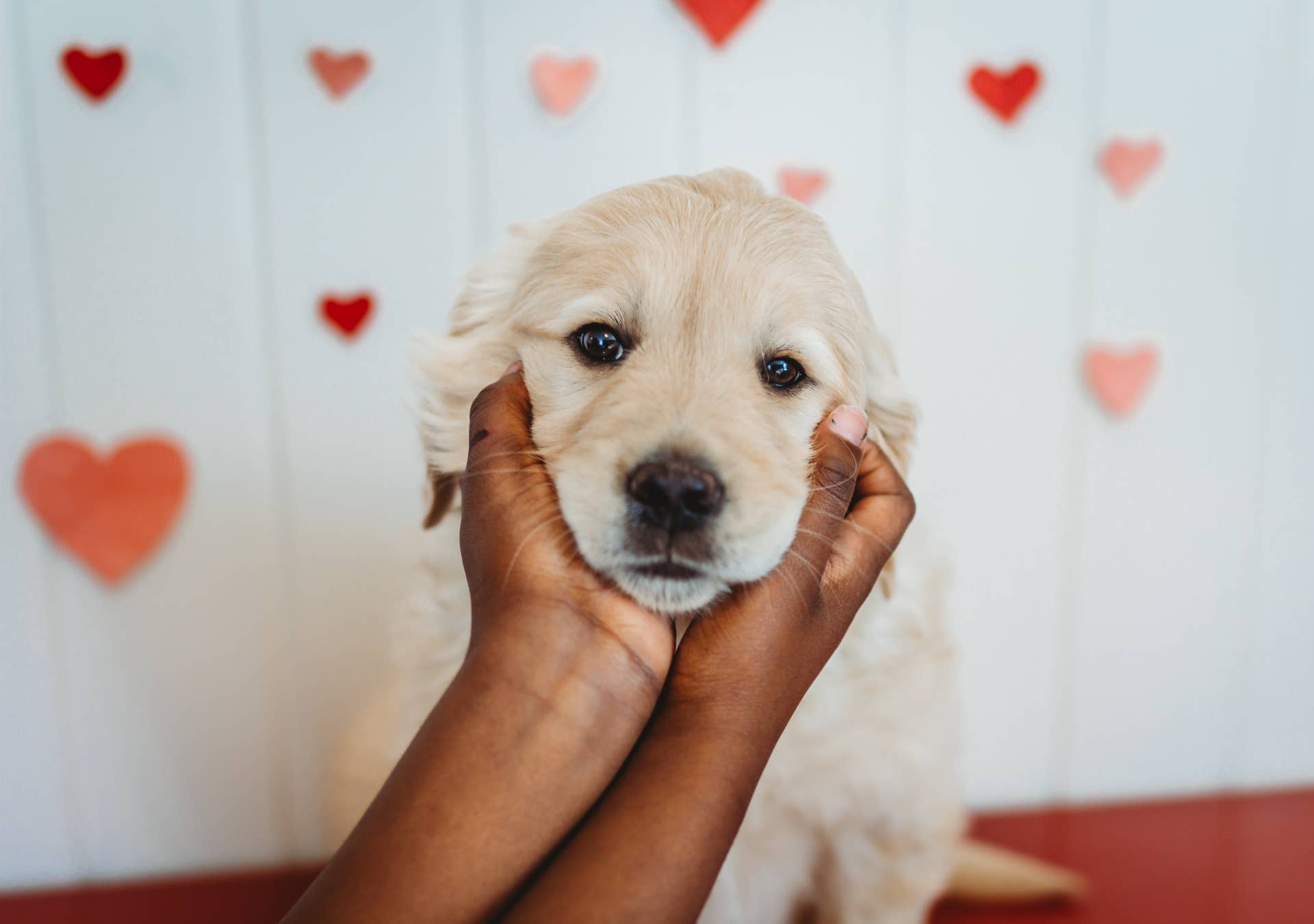 Golden Retriever Puppy's Precious 'Egg Head' Has People Completely in ...