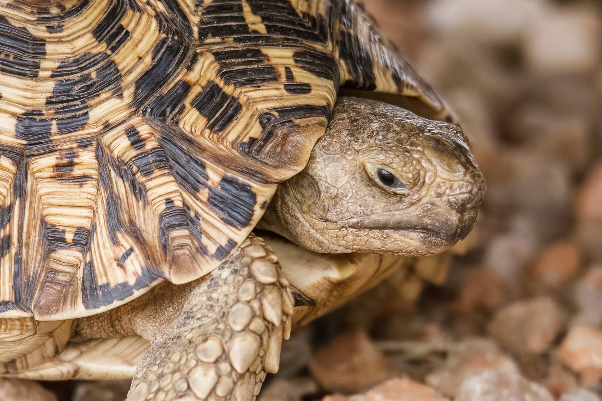 Pet Tortoise Goes Viral for Absolutely Twerking When Wet—Internet Calls ...
