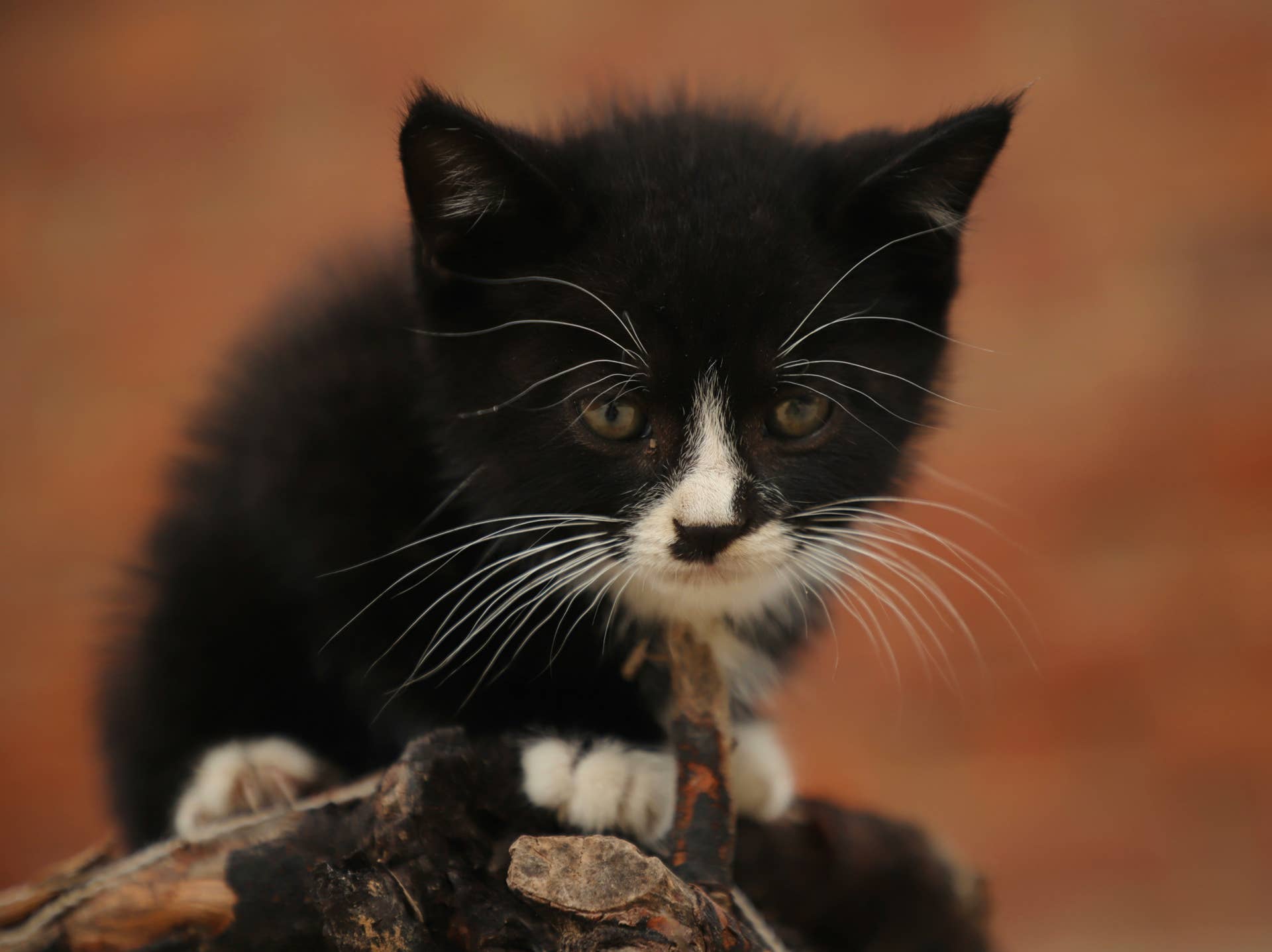 This Stray Kitten Has the Best Reaction to Sleeping Inside - Parade Pets