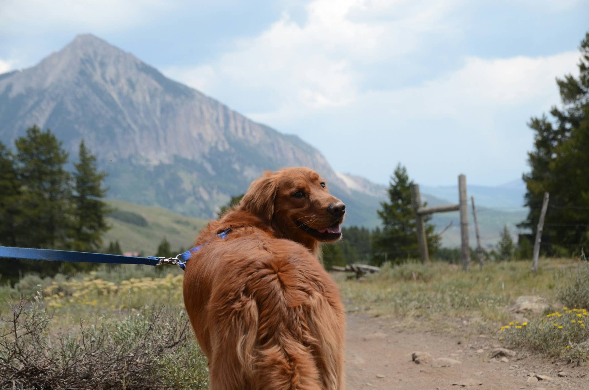 Golden Retriever Has Questionable and Funny Method for Getting Down a ...