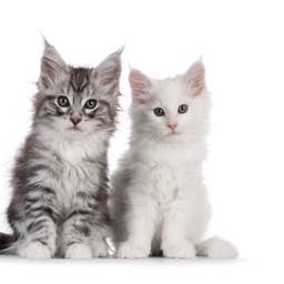 Black Maine Coon Kitten's Sparkling Rare Eye Color Looks Like the Hope ...