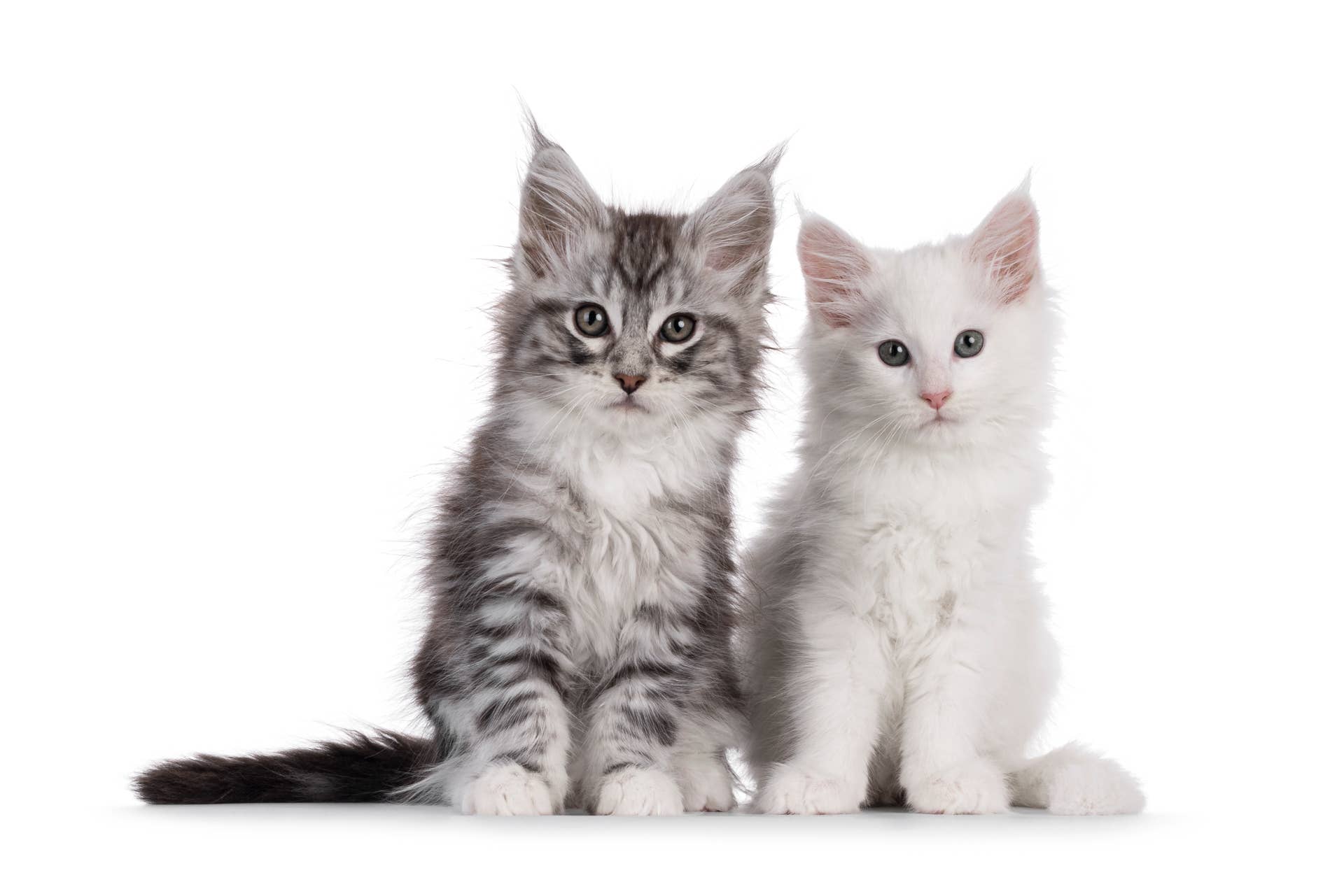 Kittens: Cute Photos, Funny Moments, and Tiny Chaos - Parade Pets