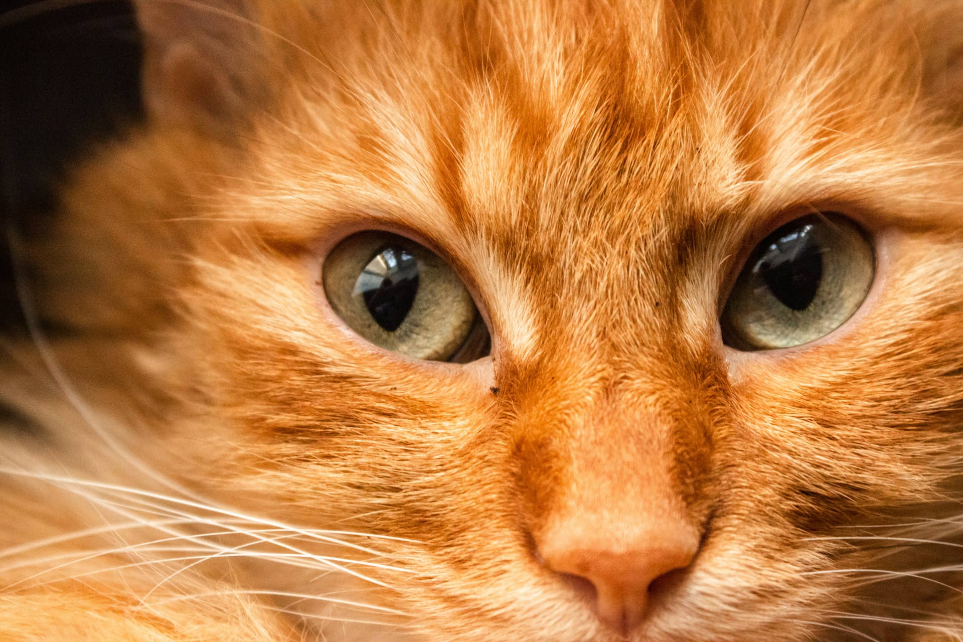Tripod Orange Cat Wins Rescuer's Heart at First Sight - Parade Pets