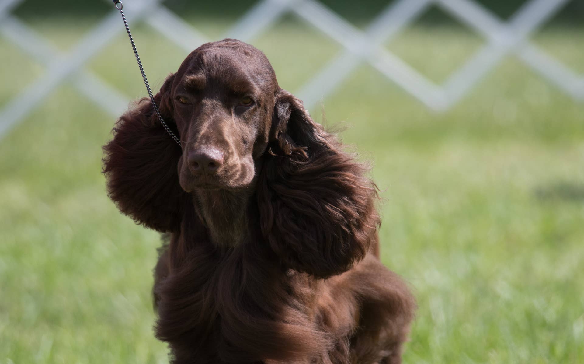 Rare Field Spaniel Celebrates His First Birthday, and He's Already the ...
