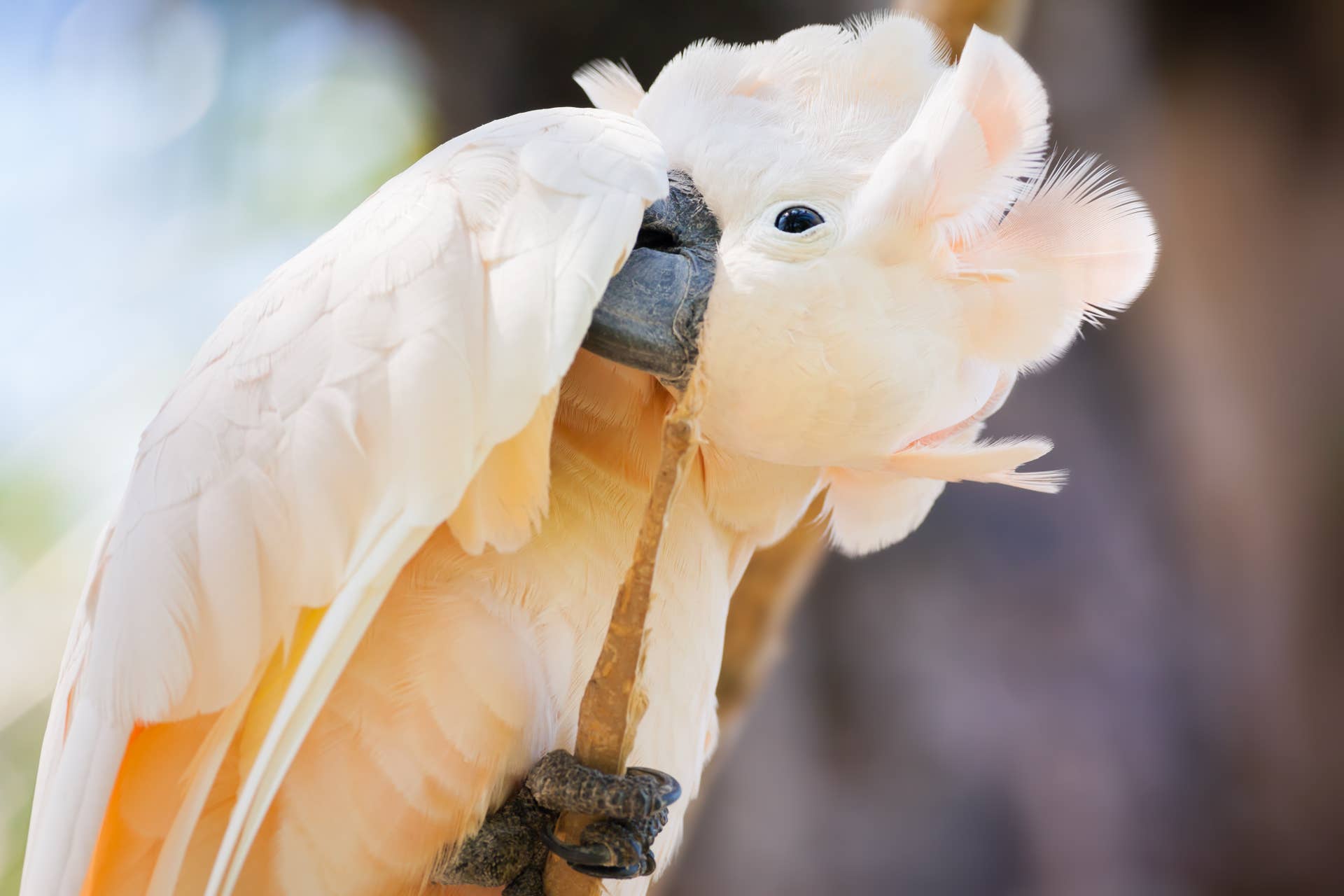 Cockatoo Puts Himself To Bed at Grandma's House Like a Perfect Little ...