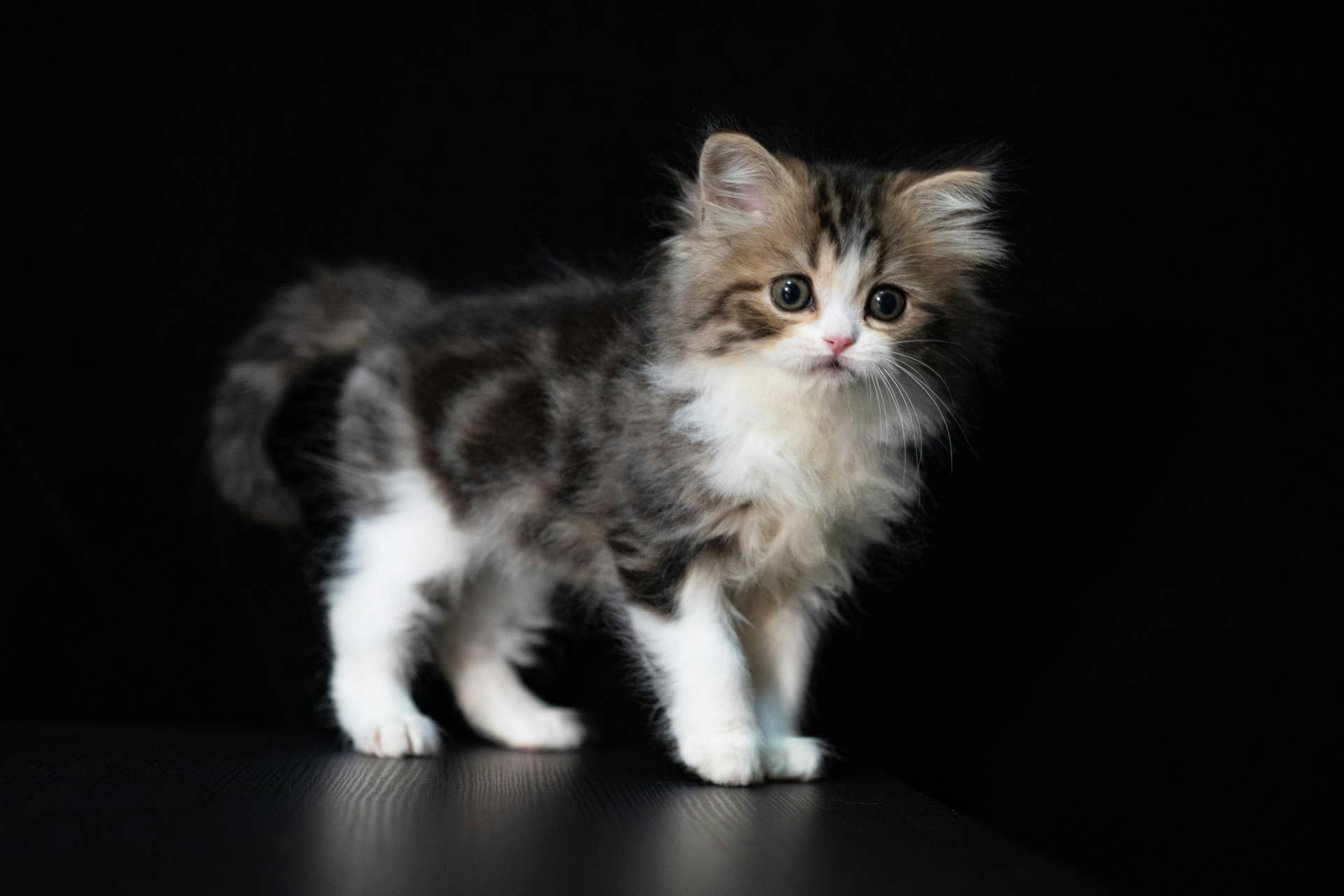Maine Coon Mom Turns Into the Ultimate 'Helicopter Parent' the Second a ...