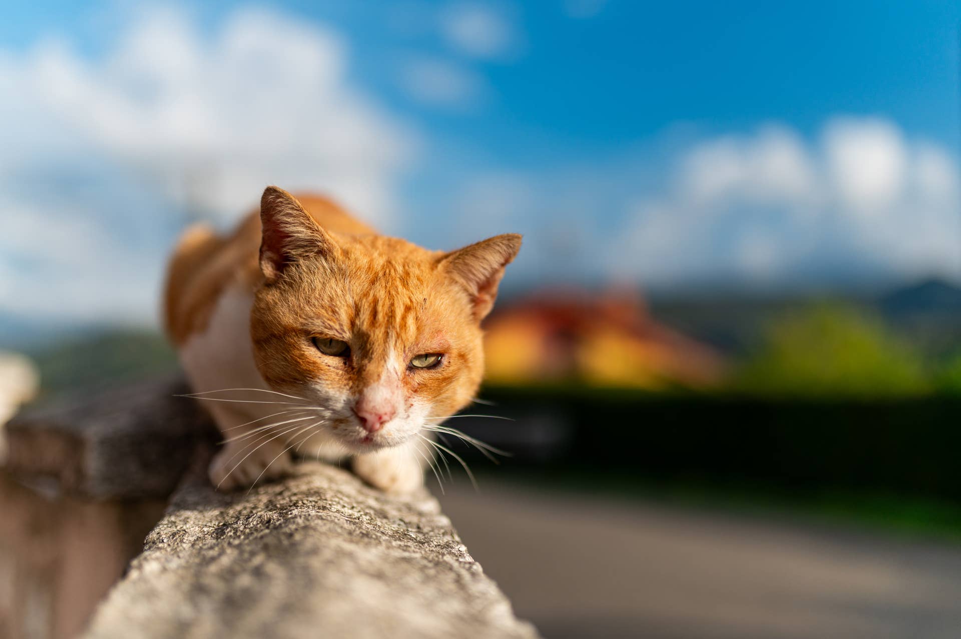 Tripod Orange Cat Wins Rescuer's Heart at First Sight - Parade Pets