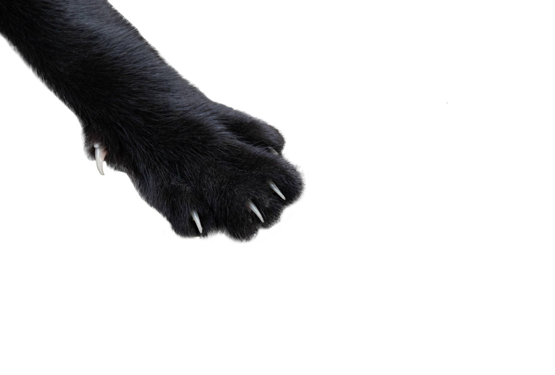 Rescued Black Cat With Vitiligo Looks Like She Dipped Her Ears in ...