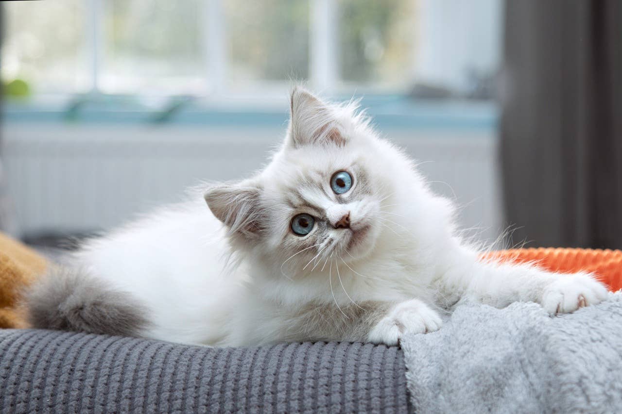 7 Ragdoll Cat Myths Every Owner Should Know - Parade Pets