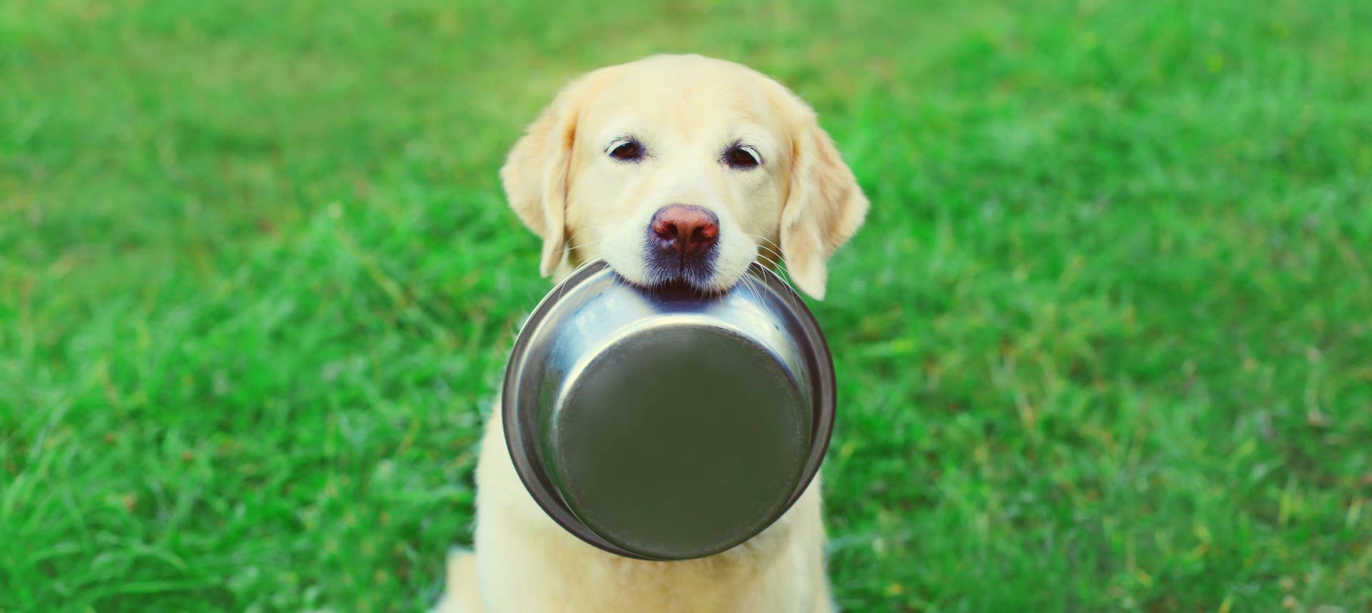 Vet Said No More Fatty Foods—This Fluffy Golden Retriever Respectfully ...