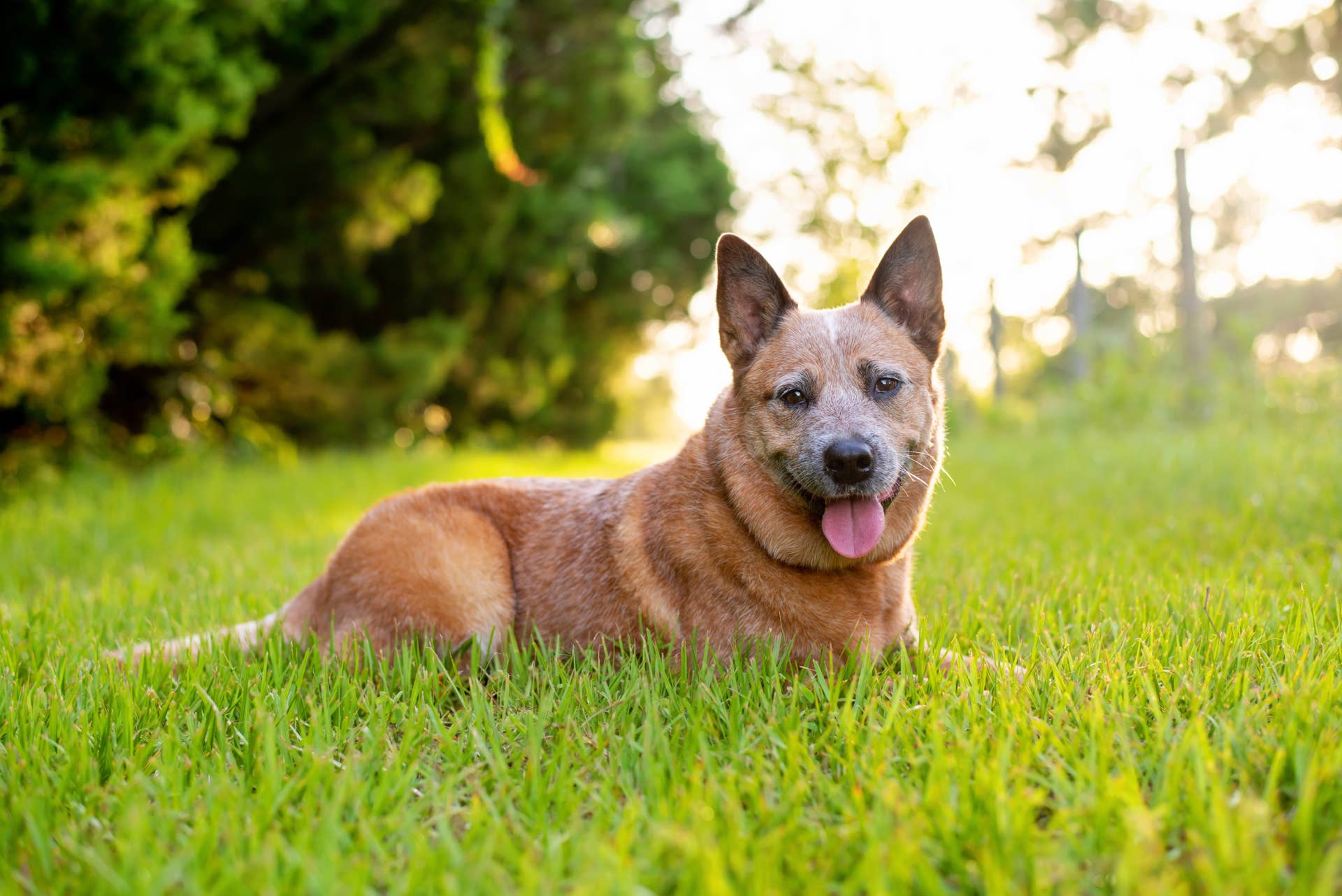 Deaf Australian Cattle Dog Makes the Funniest Beeping Noises - Parade Pets