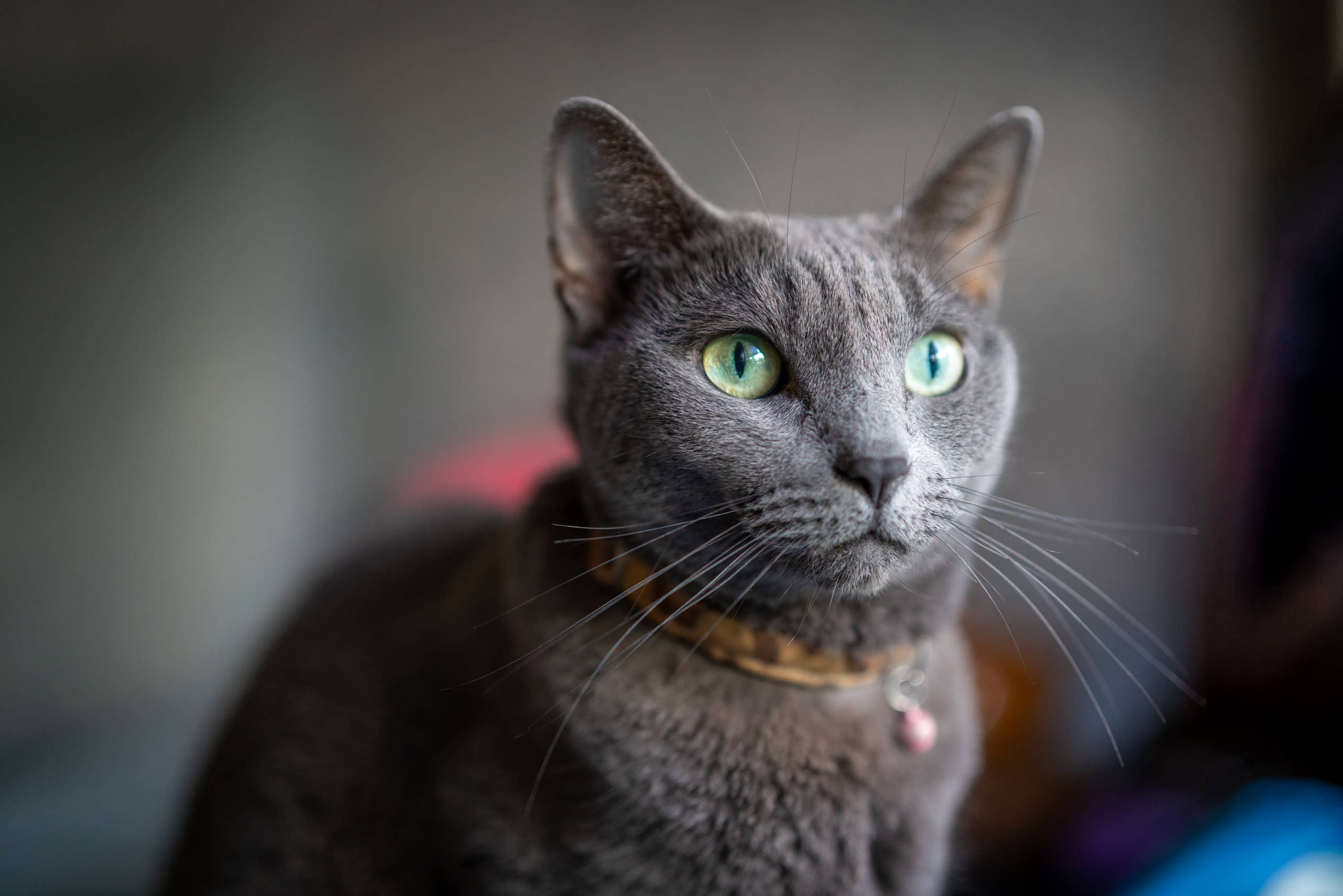 Blue Cat’s Emerald Eyes Look Like Magical Fine Jewelry - Parade Pets