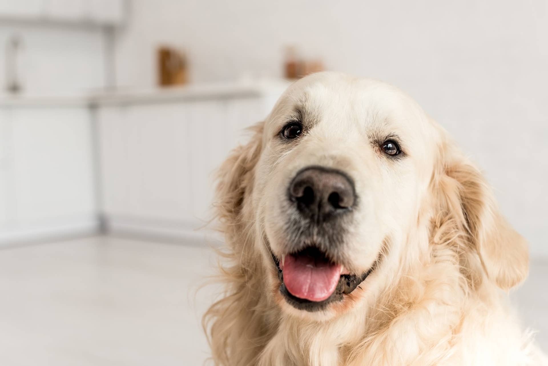 Golden-Retriever-Husky Mix Puppy Is Cuter Than a Cartoon Character ...