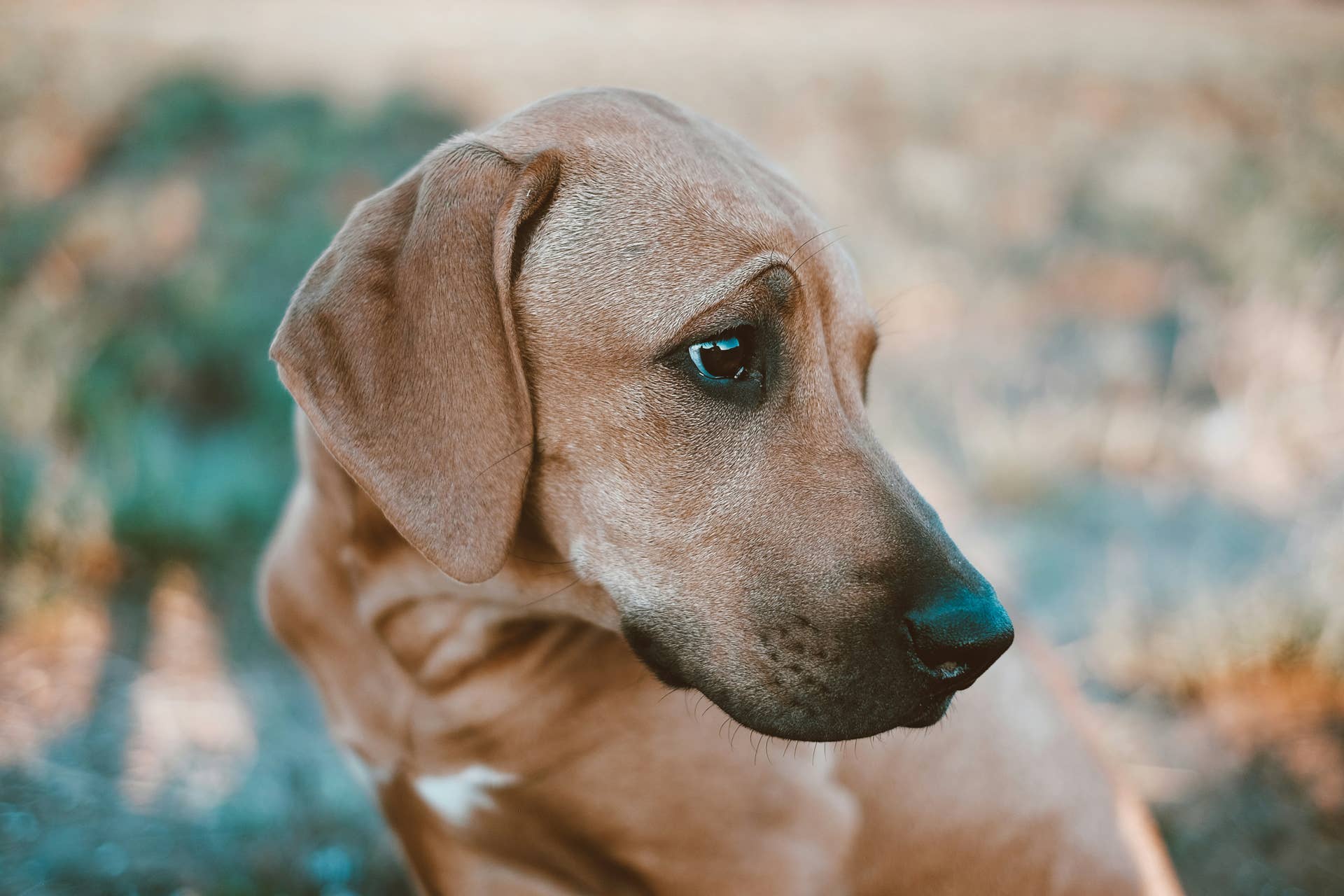 Shelter's 'Longest Resident' Dog Goes From 'Urgent List to Forever ...