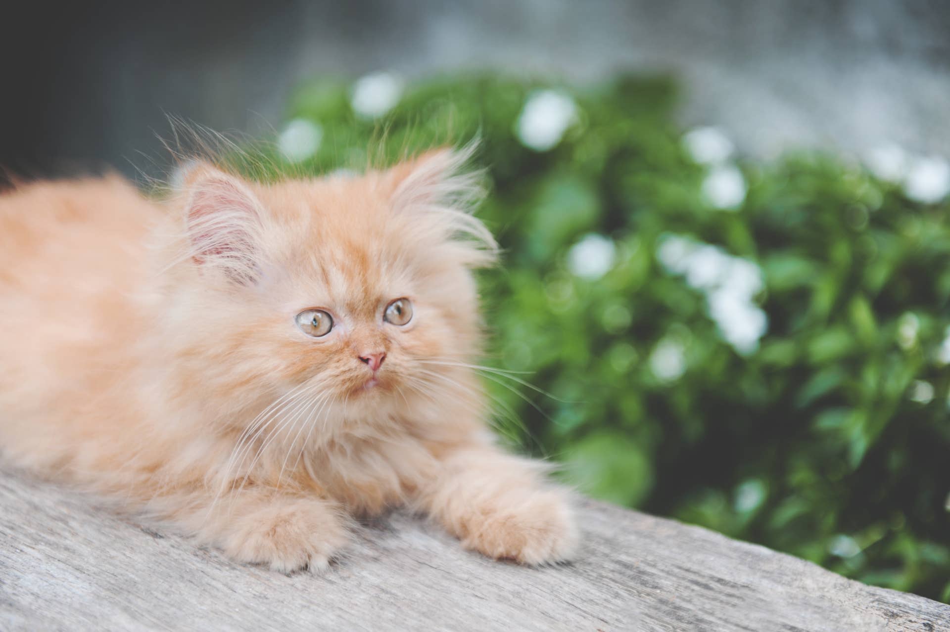 Persian Kitten's Hair Is So Wild, Her Own Dad Calls Her a 'Mango Strand ...