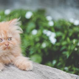 Playful Kitten Is Utterly Mesmerized By Bubbles, and It's So Precious ...