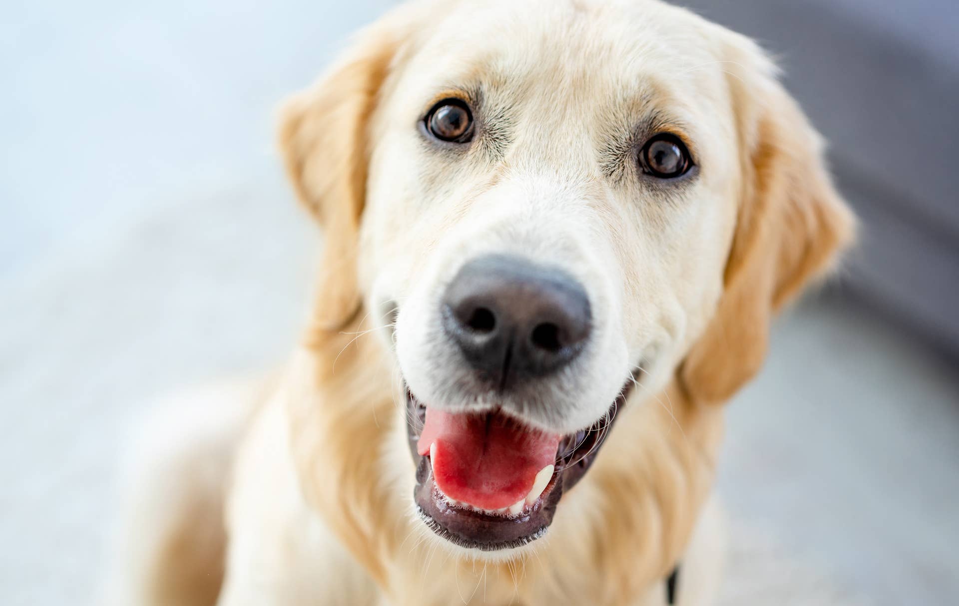 Golden Retriever Mix’s ‘Piggy Nose’ Makes Her Irresistible - Parade Pets
