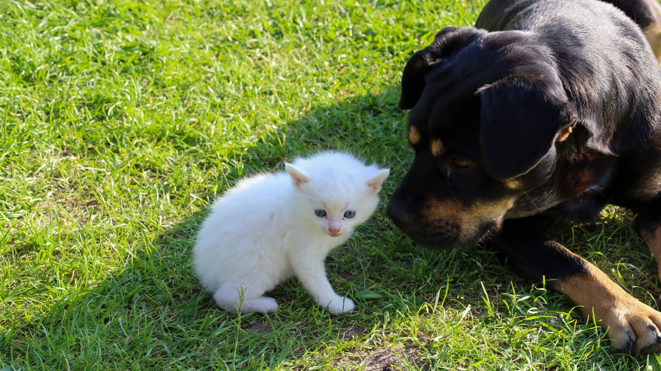 Rottweiler Falls Head Over Heels for a Tiny Kitten and the Bond Is Pure ...