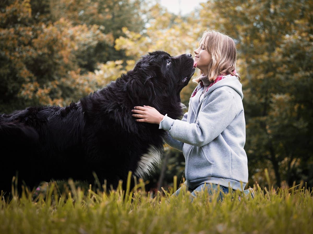 7 Best ‘Nanny’ Dog Breeds for Families - Parade Pets