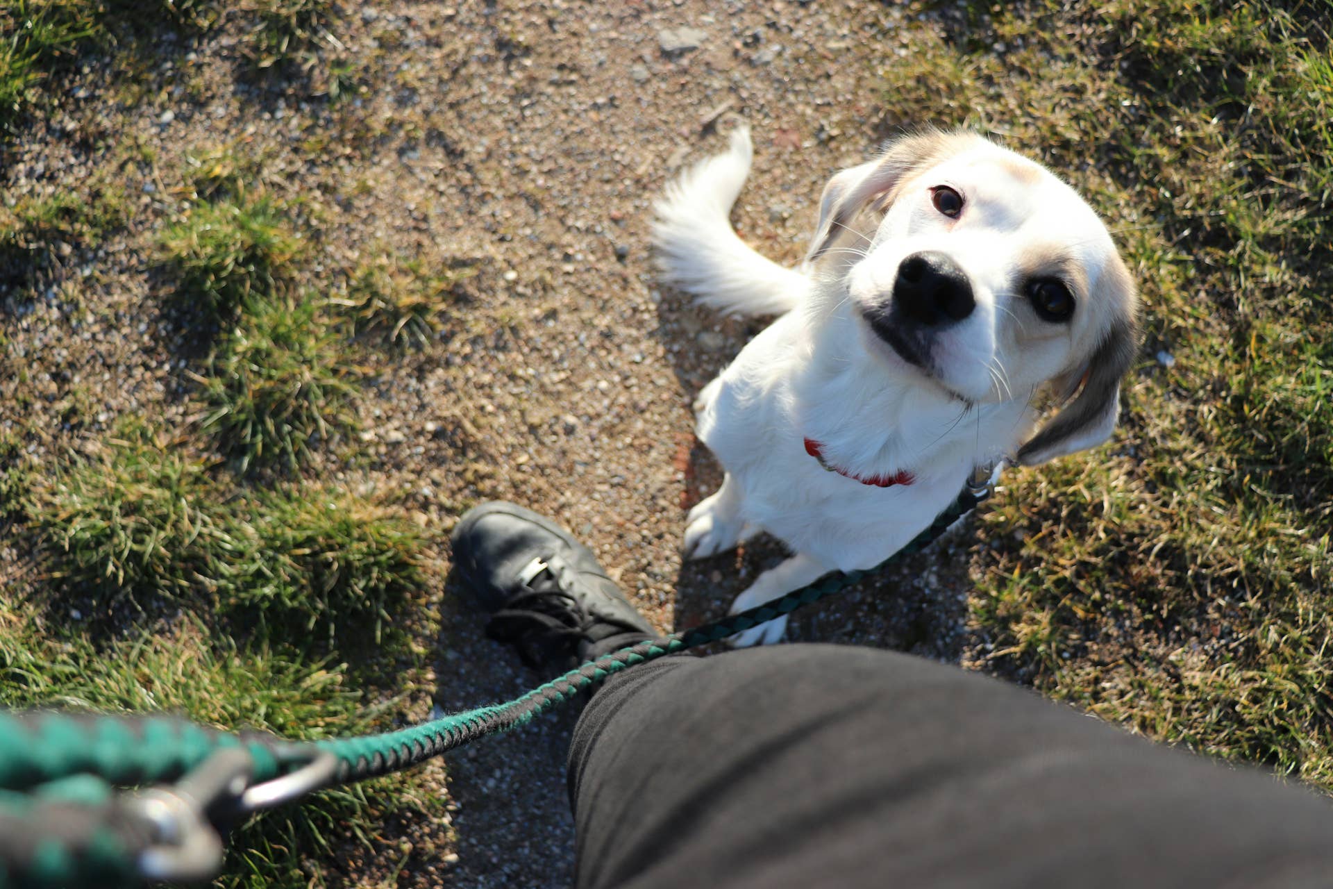 The 'U-Turn' Method May Stop Your Dog From Pulling on a Leash - Parade Pets