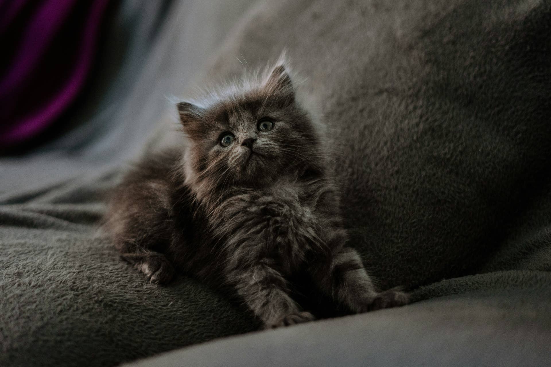 Precious Stray Kitten Finds a New Home After Running Down a Highway ...