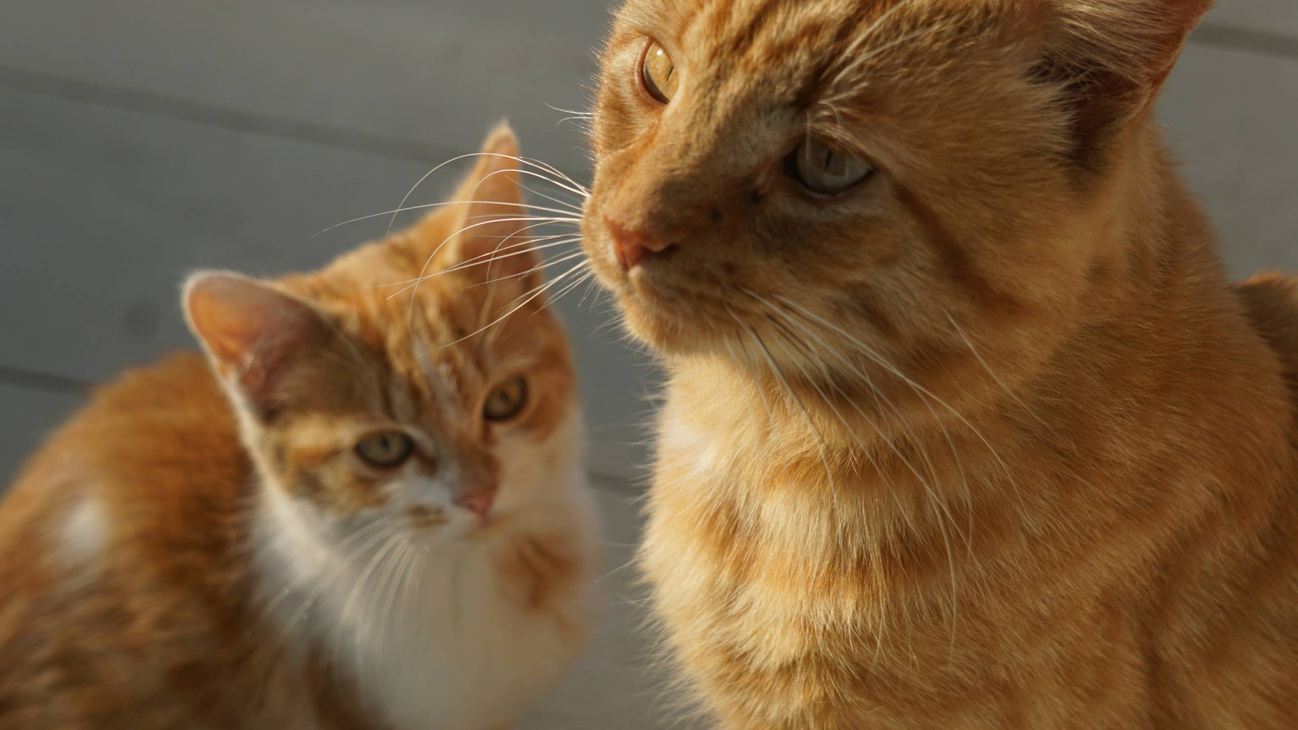 Dad Cat Gets Put on Kitten Duty So Mom Can Sleep — His Face Says It All ...