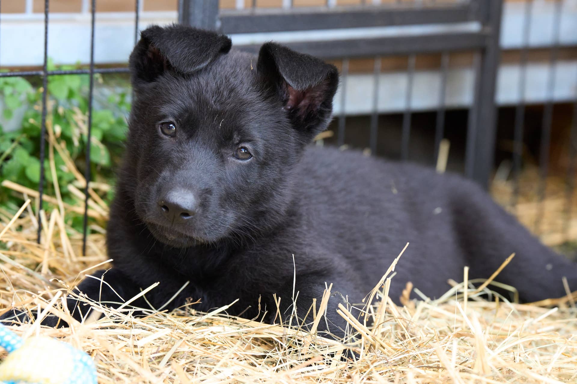 Little Black German Shepherd Puppies Look Like Walking Dust Bunnies ...