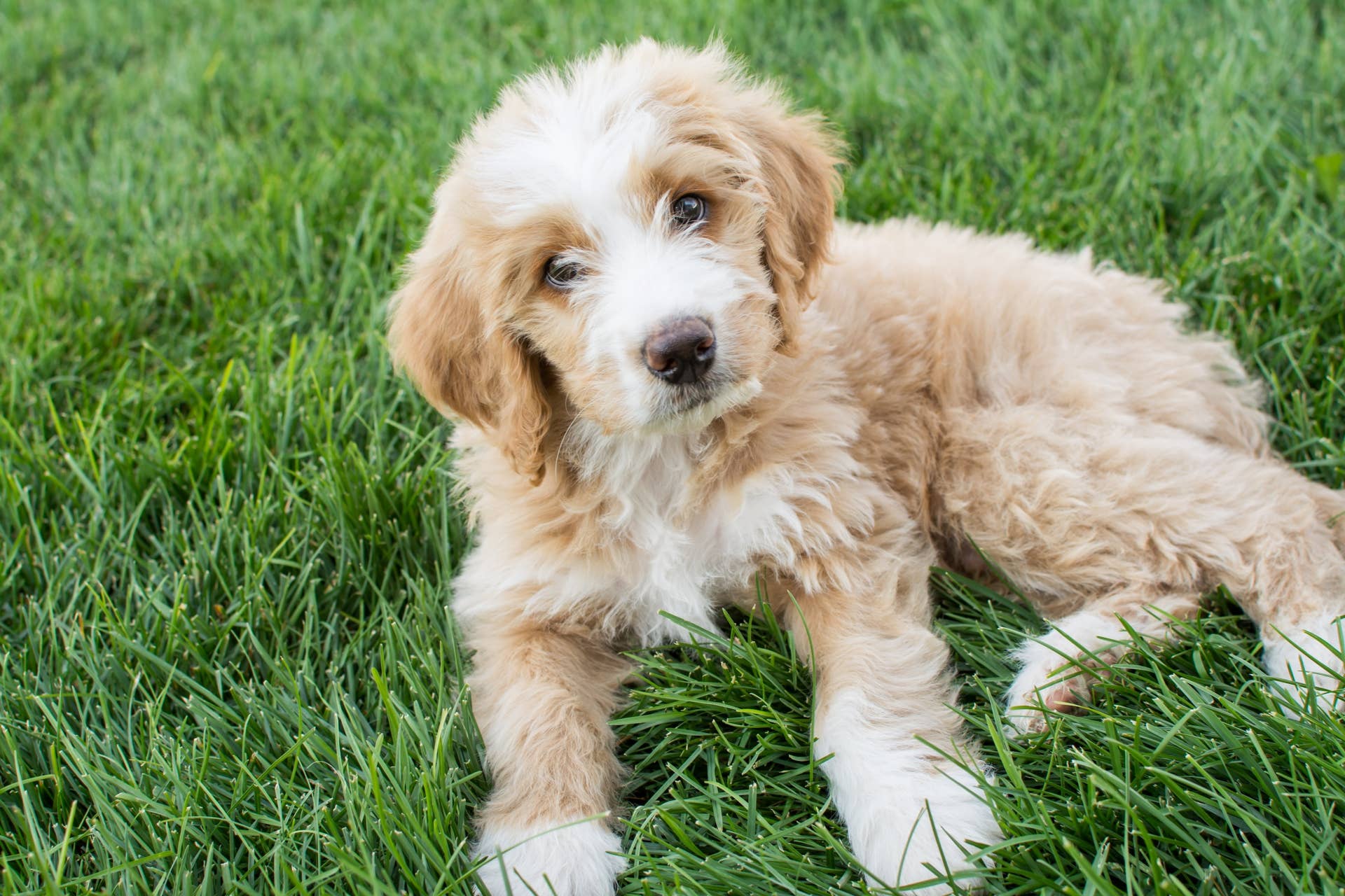 People Can't Believe This Bernedoodle Isn't Wearing False Eyelashes ...
