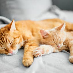 Special Needs Orange Cat with 'Strong Stance' is Being Compared to a ...