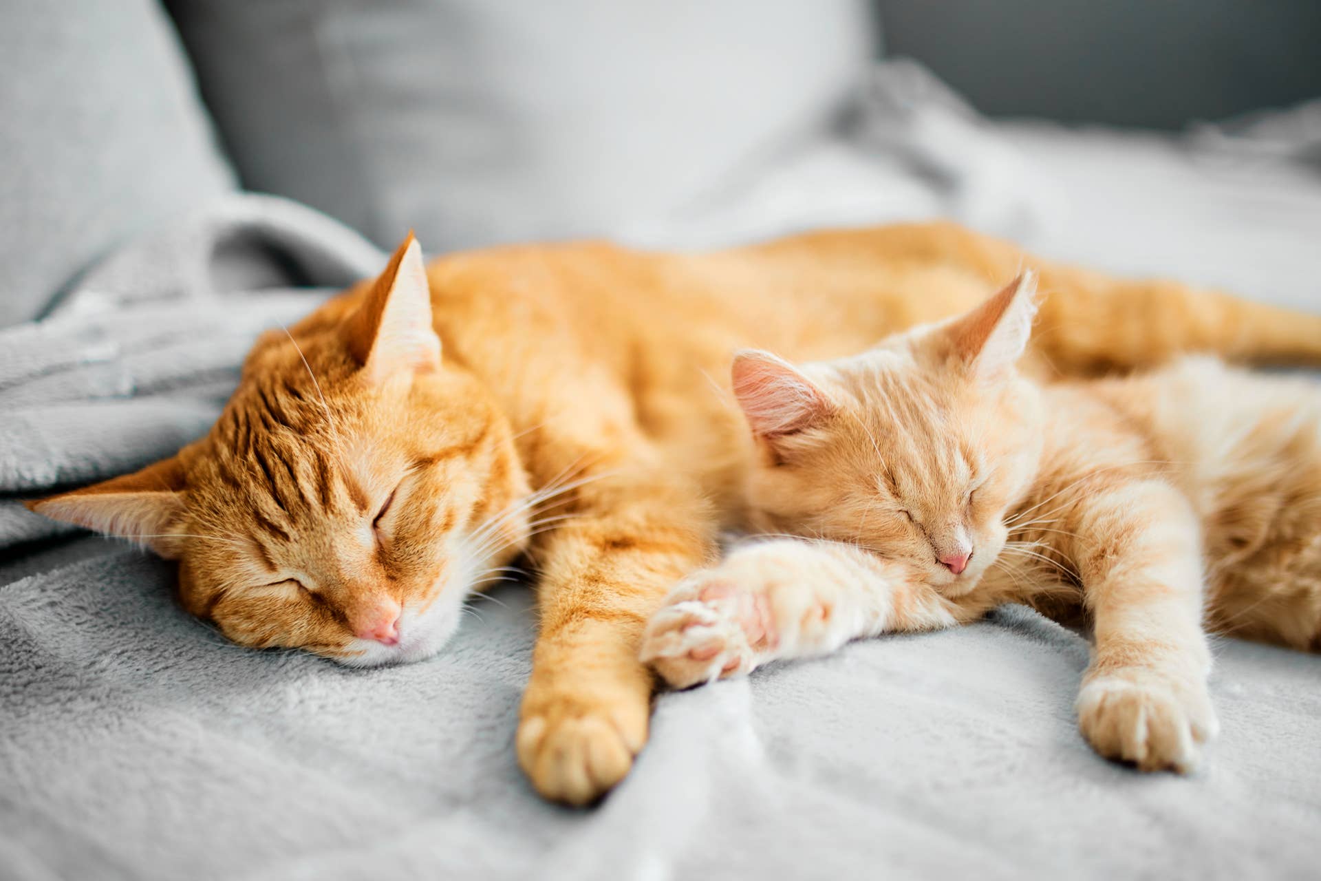 Orange Cat Teaches Her Kitten ‘Martial Arts’ - Parade Pets