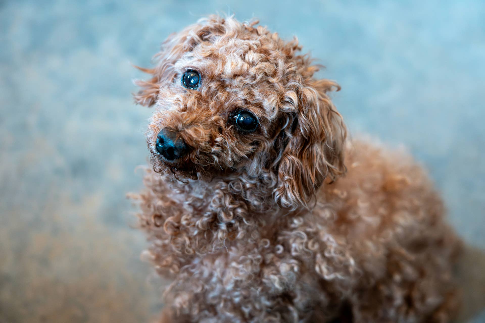 Tiny Poodle Puppy Is Basically a Genius While Learning New Tricks ...