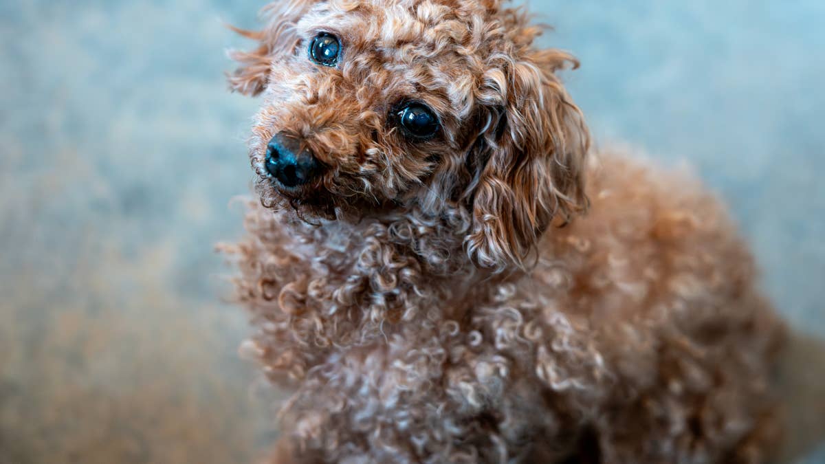 Tiny Poodle Puppy Is Basically a Genius While Learning New Tricks ...