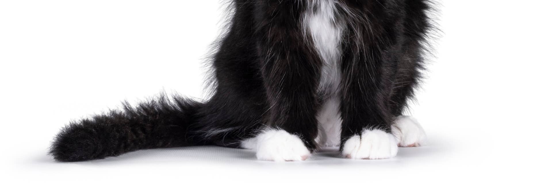 Black and White Tuxedo Maine Coon With Huge Ears Looks Like a 'Little ...