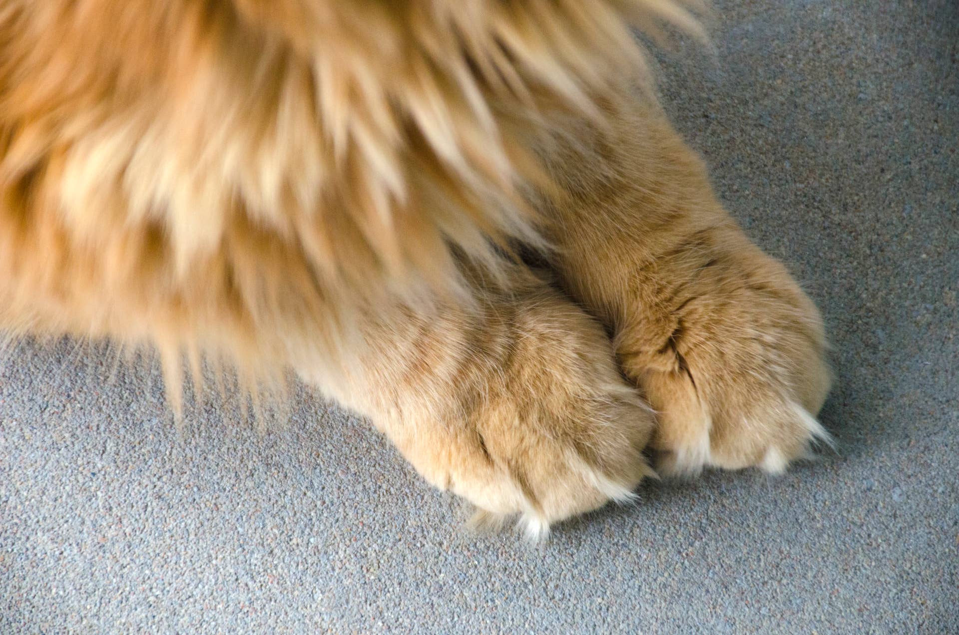 Majestic Maine Coon Kitten Litter Looks Like a Herd of 6 Little Lions ...