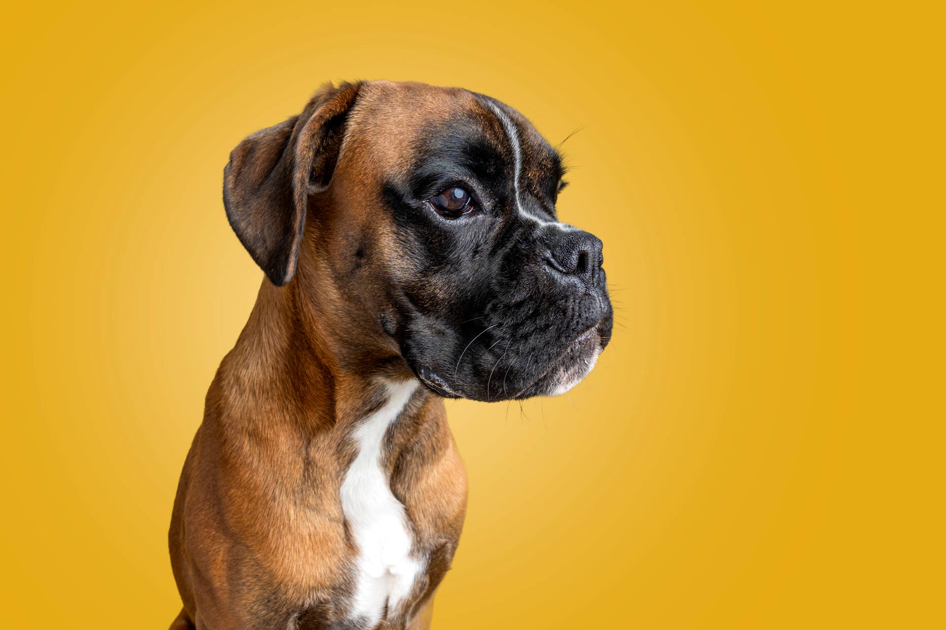 Boxer's Grandma Serves Her the 'Most Extra Lunch Possible,' and Mom Is ...