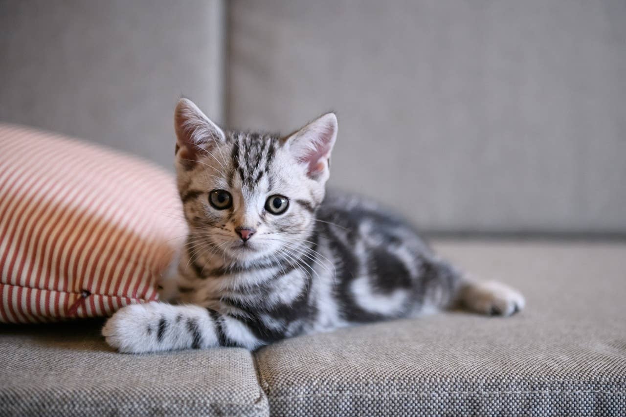 6 Calm Cat Breeds That Don't Need Tons of Play to Be Happy - Parade Pets